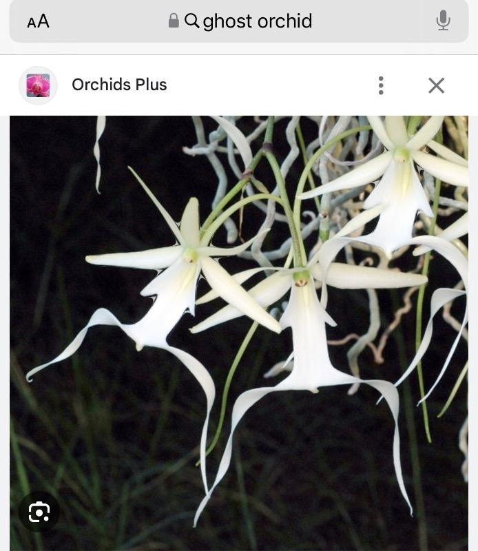 Possibilities for wendy skill tree - [Don't Starve Together] General ...